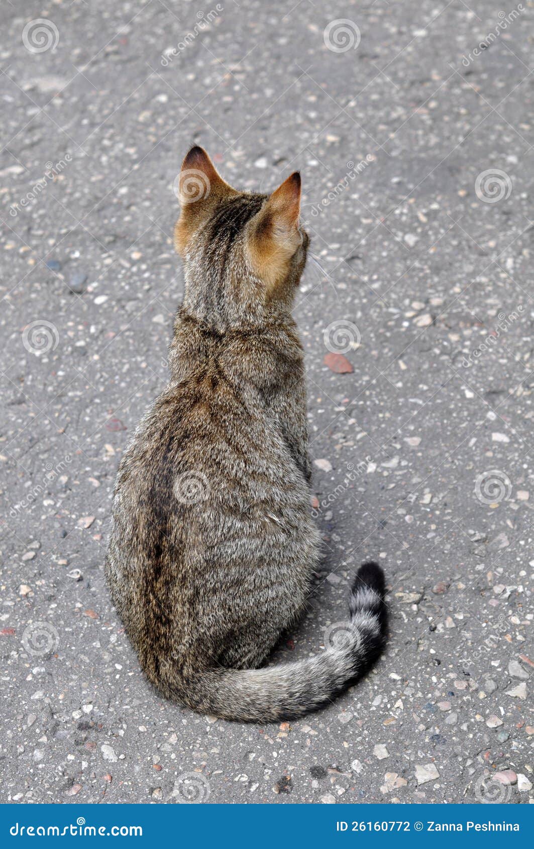 De rug van de kat stock foto. Image of asfalt, staart - 26160772