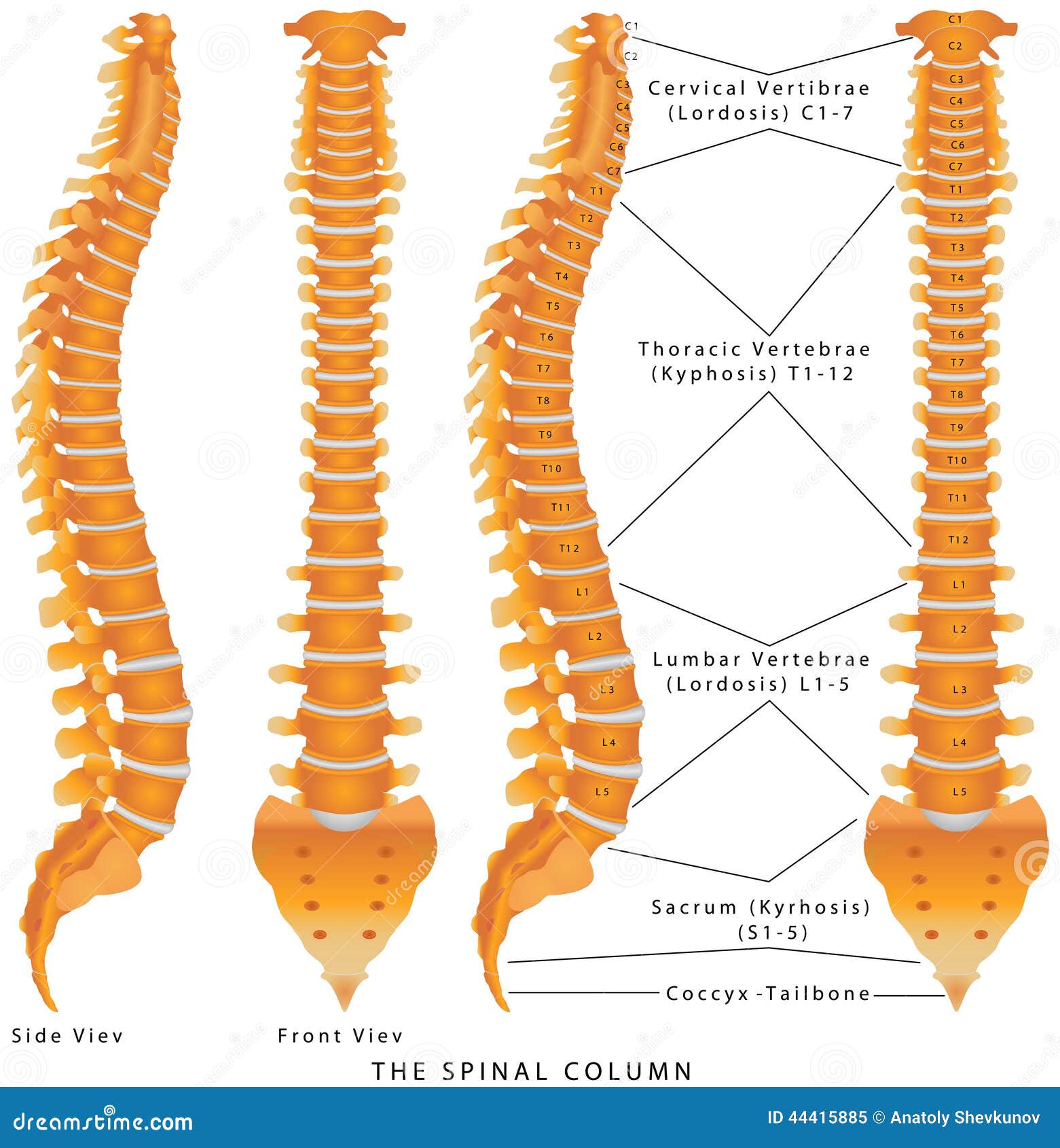 De ruggegraat vector illustratie. Illustration of gezondheid - 44415885
