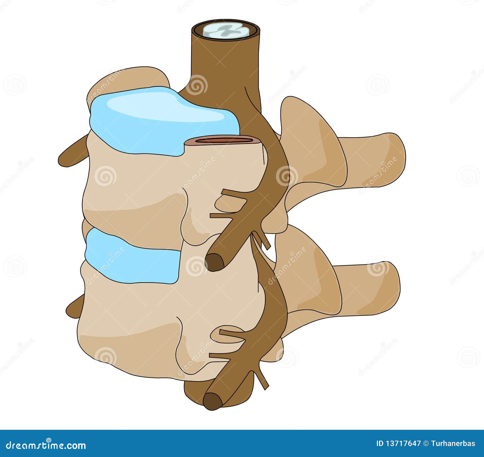 De RuggegraatsSchijf Van De Ruggewervel Vector Illustratie ...