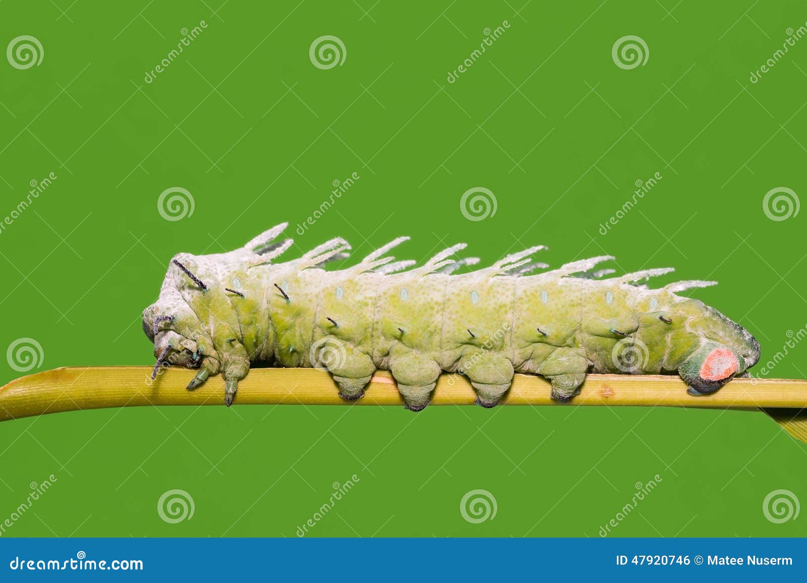 De Rupsband Van De Atlasmot Stock Foto - Image of macro, buik: 47920746