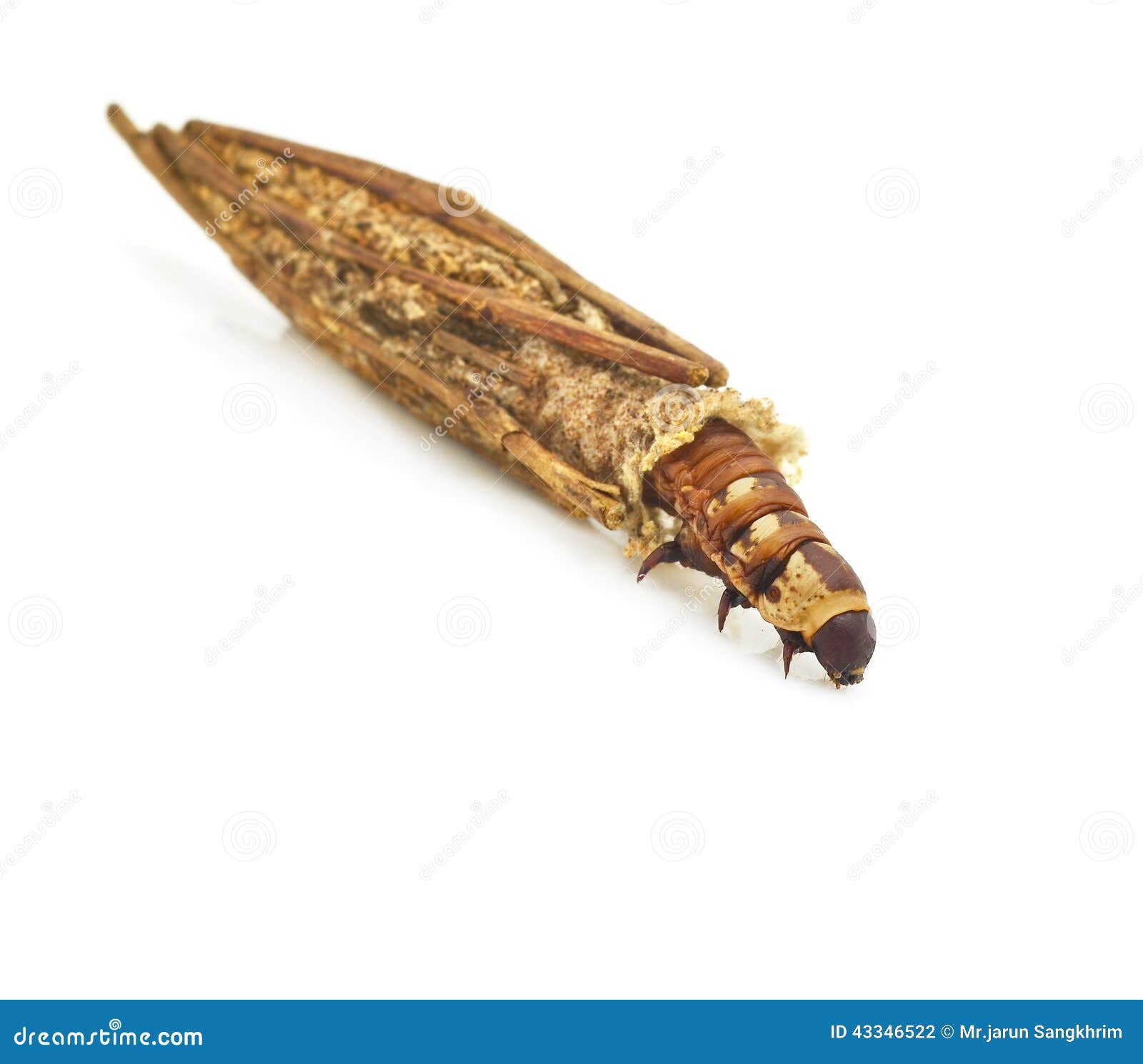 De Rupsband Van De Insectcocon Stock Foto - Image of worm, zijde: 43346522
