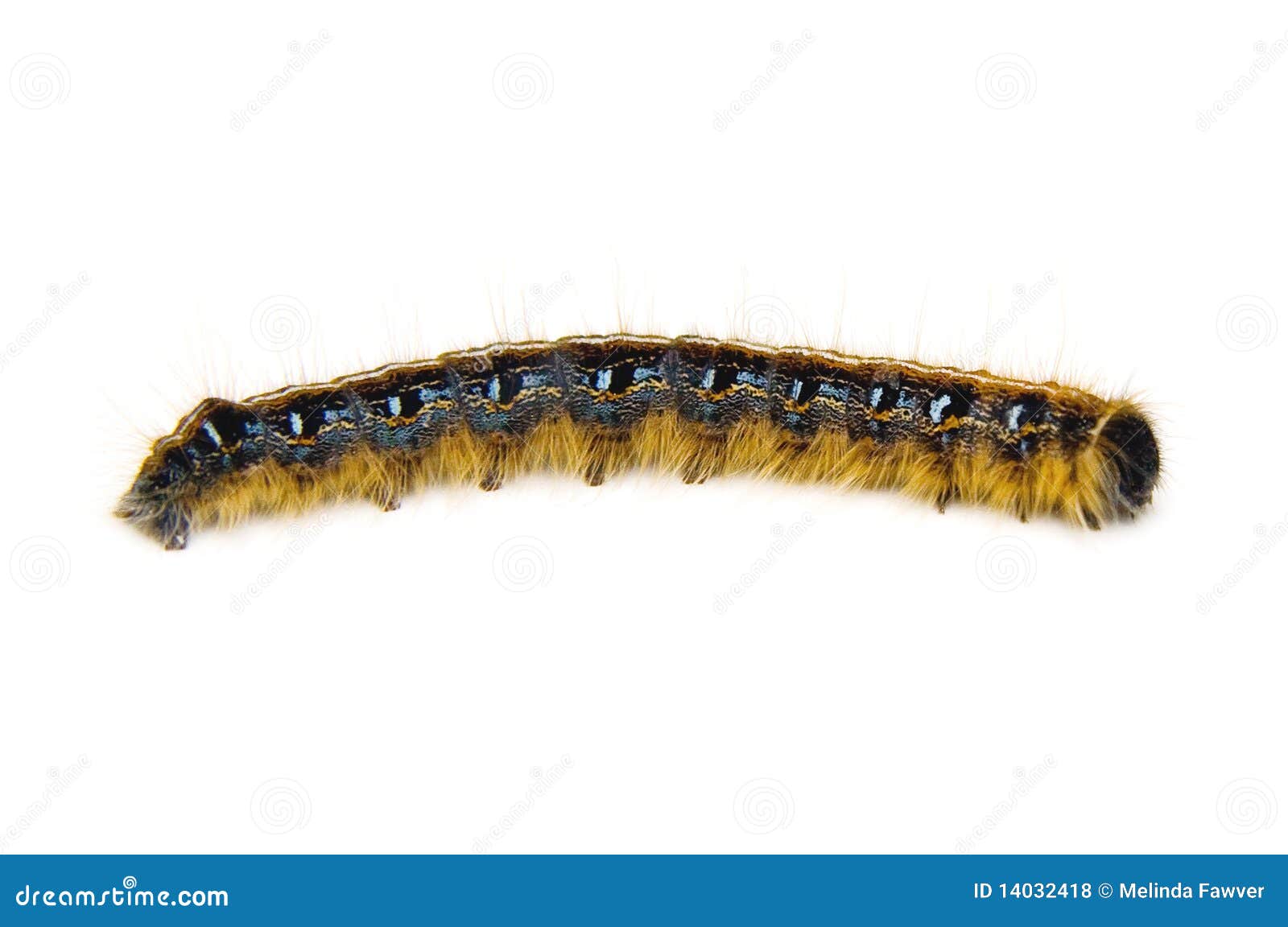 De Rupsband van de tent stock foto. Image of tent, oostelijk - 14032418