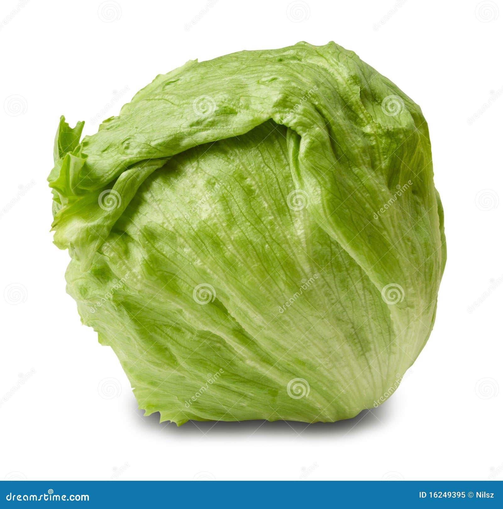 De Salade Van De Ijsberg - Hoofd Van Sla Stock Afbeelding - Image of ...