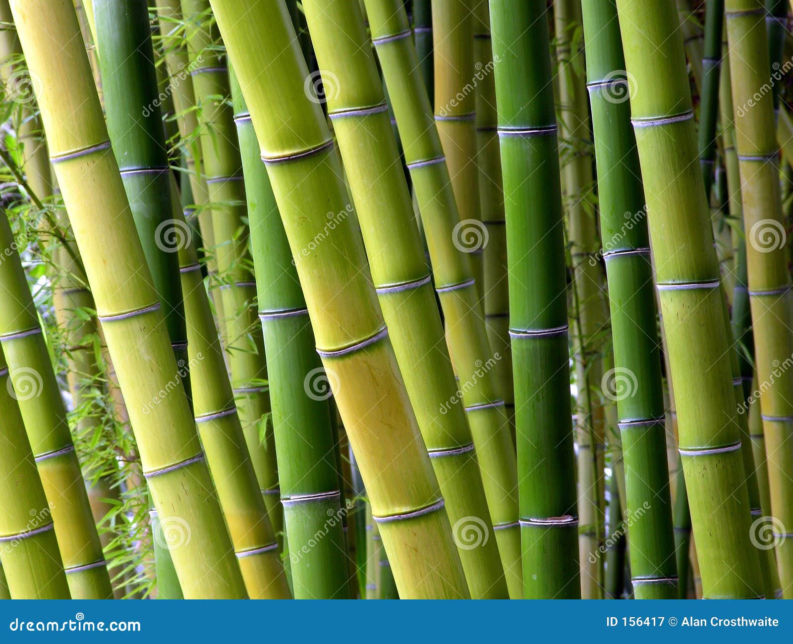 De Schaduwen Van Het Bamboe Stock Afbeelding - Image of boom, bomen: 156417