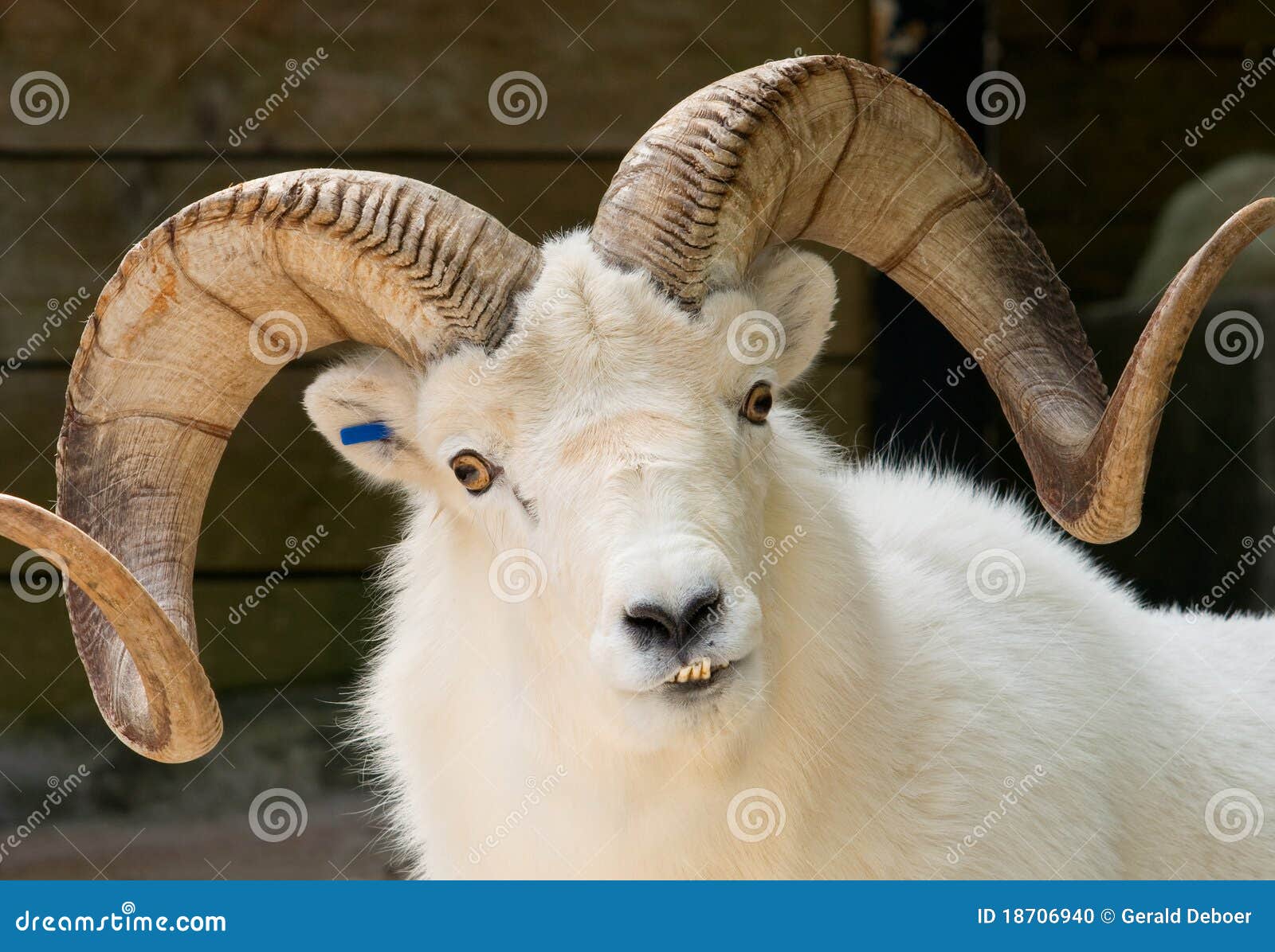 De Schapen van Dall stock foto. Image of dierentuin, zoogdier - 18706940