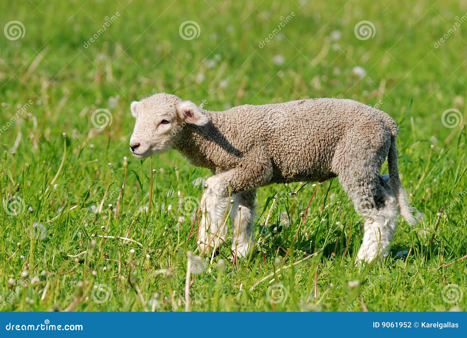 De schapen van de baby stock foto. Image of zorg, dier - 9061952