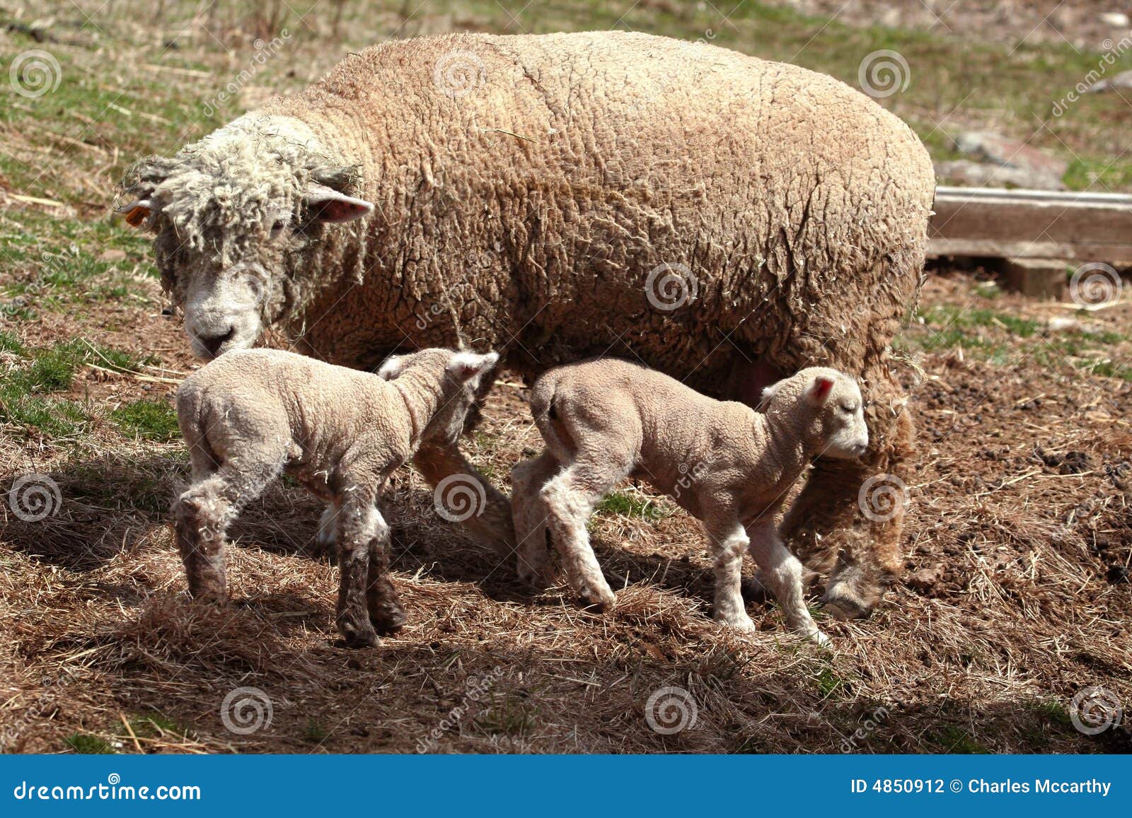 De Schapen Van De Ooi Met Lammeren Stock Foto - Image of zoogdieren ...