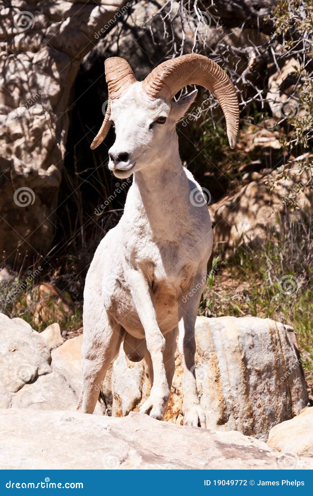 De Schapen Van De Ram Van Bighorn Van De Albino Stock Foto - Image of ...