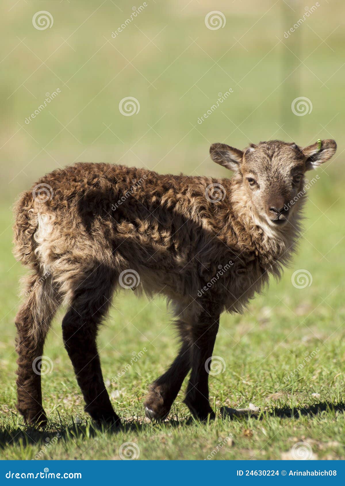 De Schapen van Soay stock foto. Image of lente, archipel - 24630224