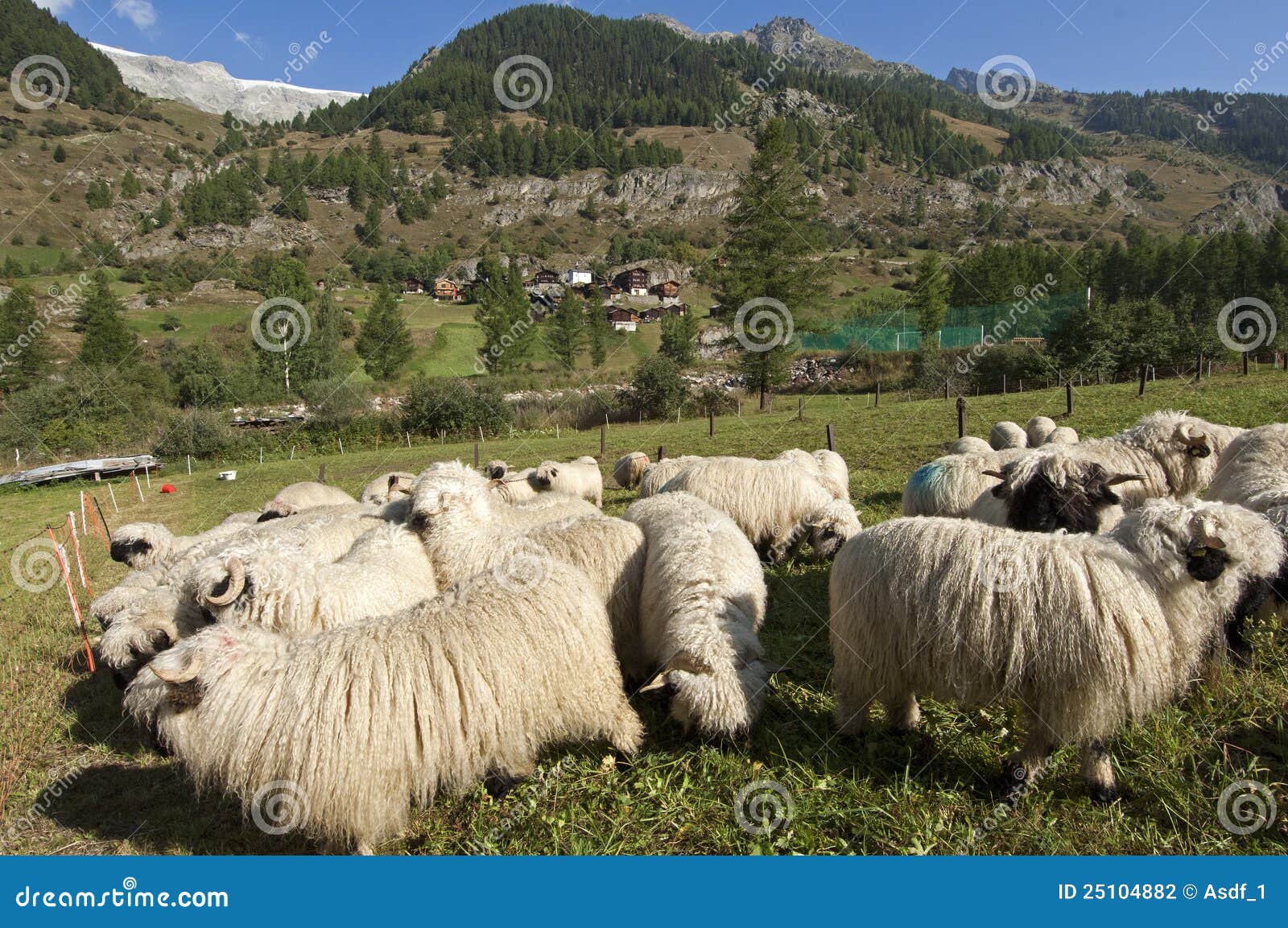 De Schapen Van Valais Blacknose Stock Foto - Image of landbouw ...