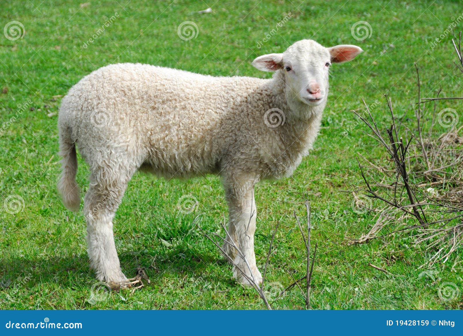 De schapen van Youn stock afbeelding. Image of weiland - 19428159