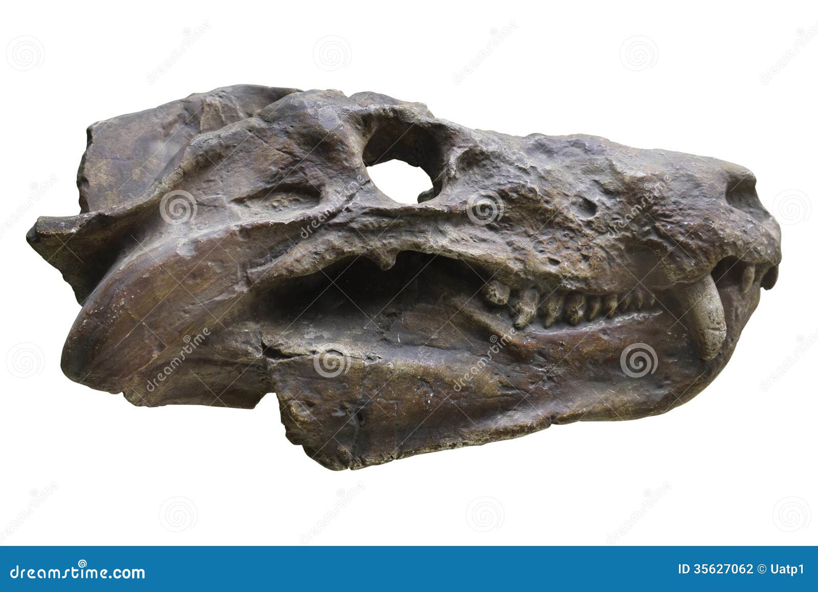 De Schedel Van De Dinosaurus Stock Foto - Image of herbivoor ...