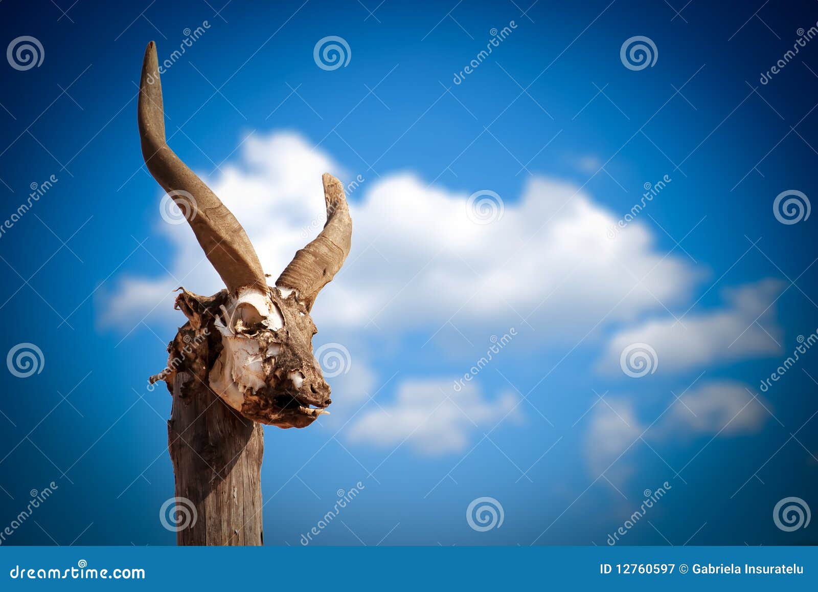 De schedel van de geit stock afbeelding. Image of stok - 12760597