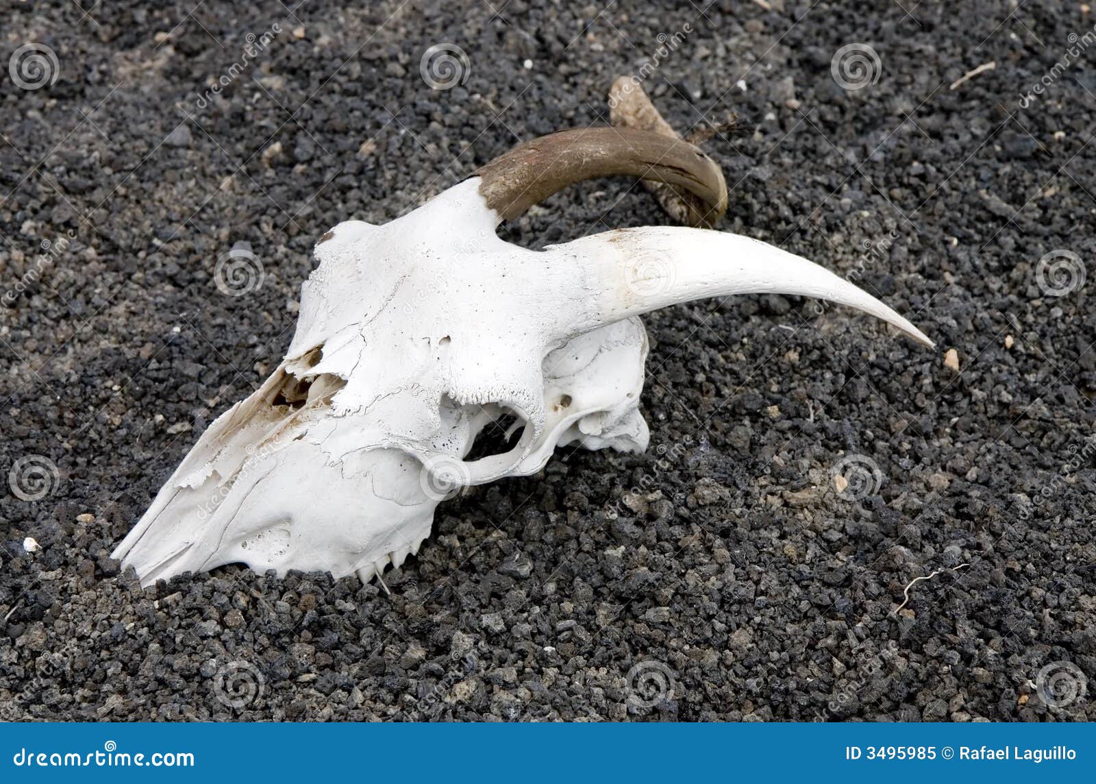 Geitschedel Picture. Image: 3495985