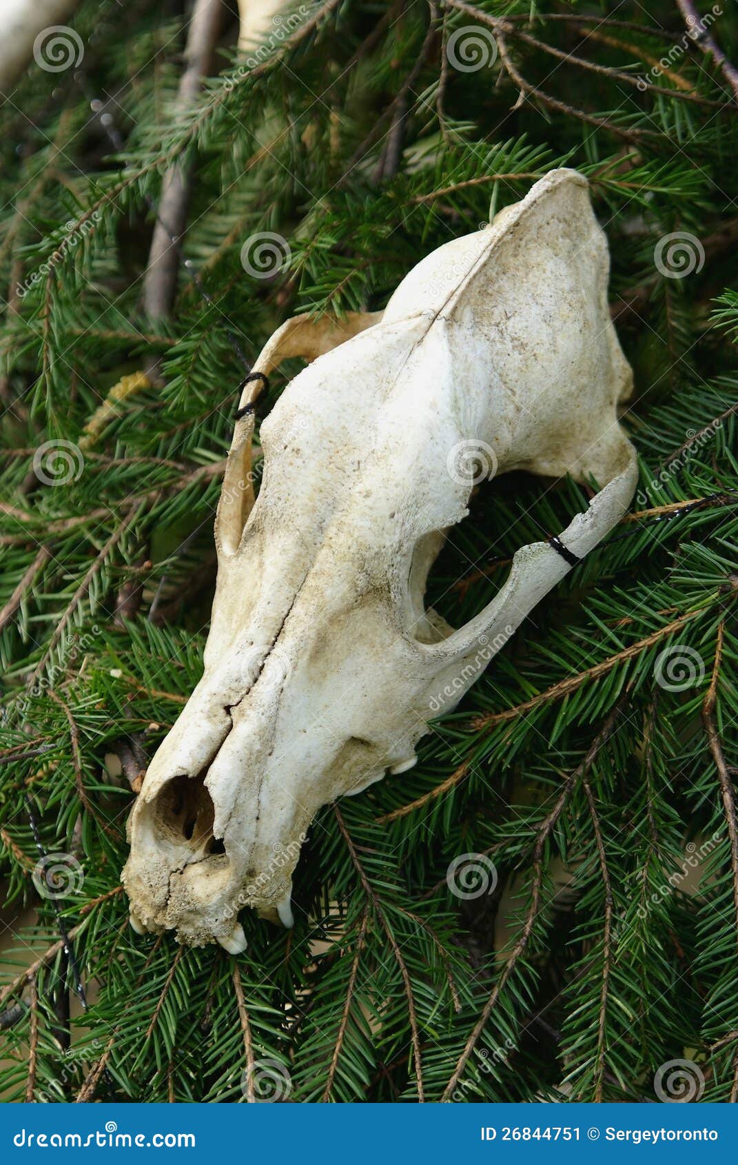 De schedel van de hond stock afbeelding. Image of vleesetend - 26844751