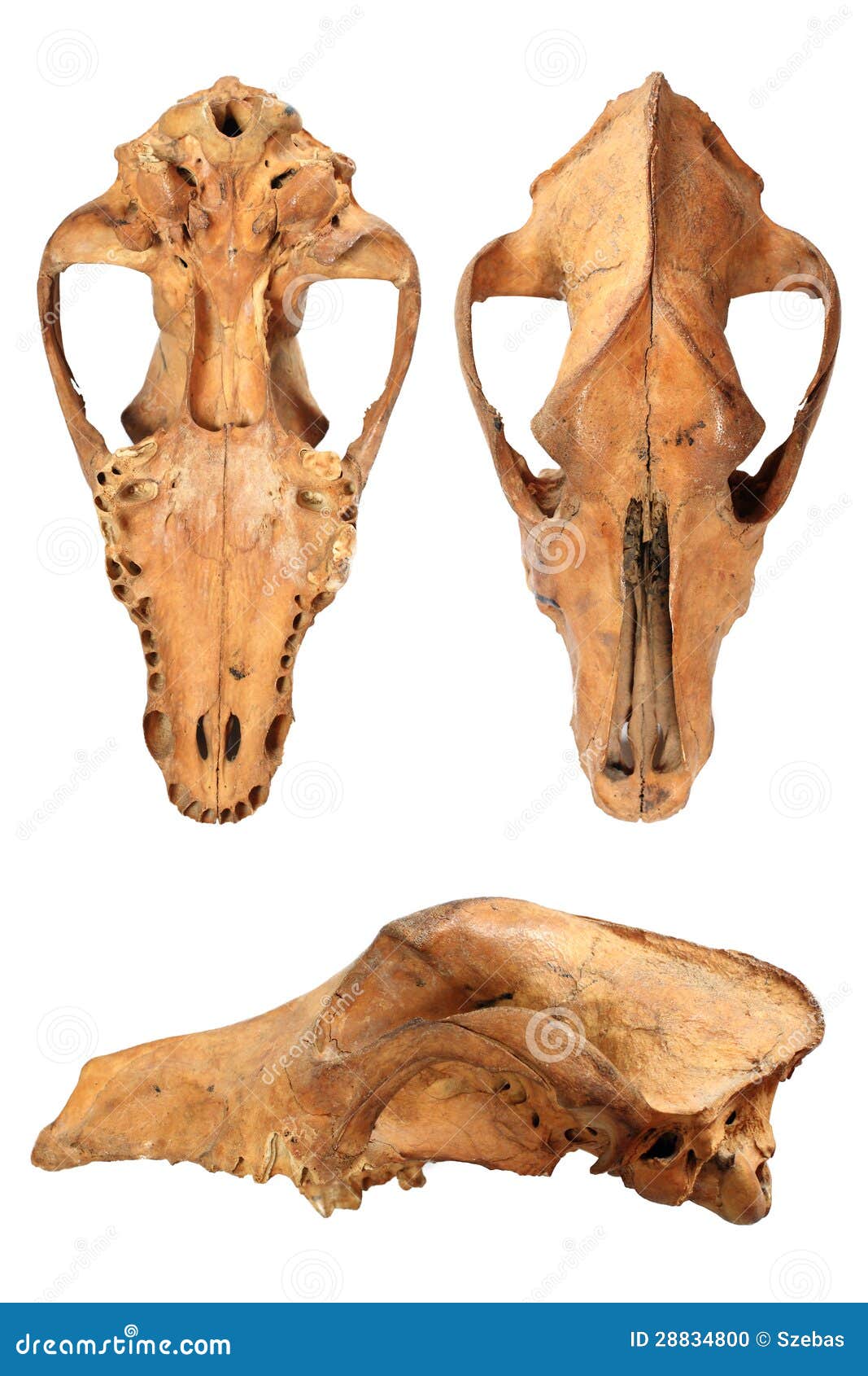 De Schedel van de hond stock foto. Image of honds, anatomie - 28834800