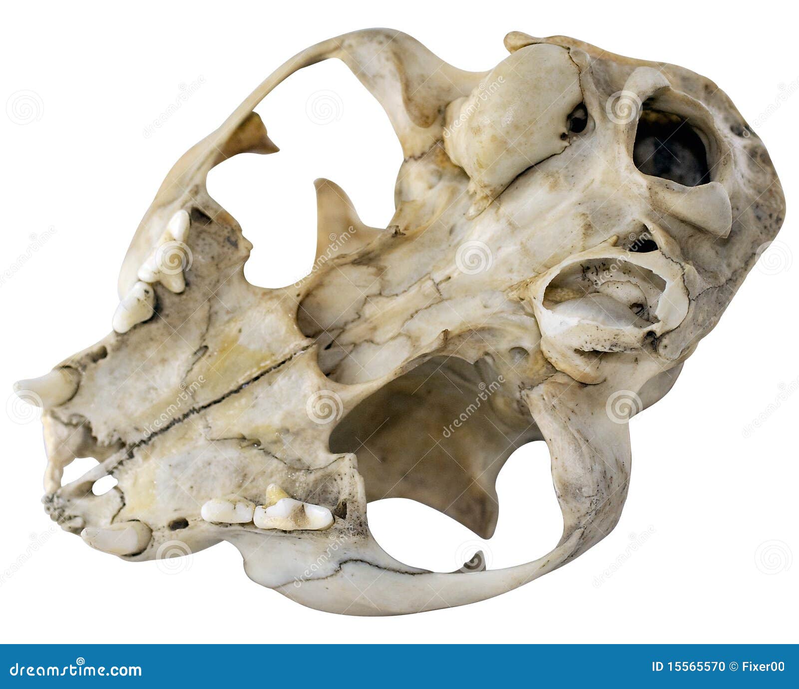 De Schedel van de kat stock foto. Image of slachtoffer - 15565570