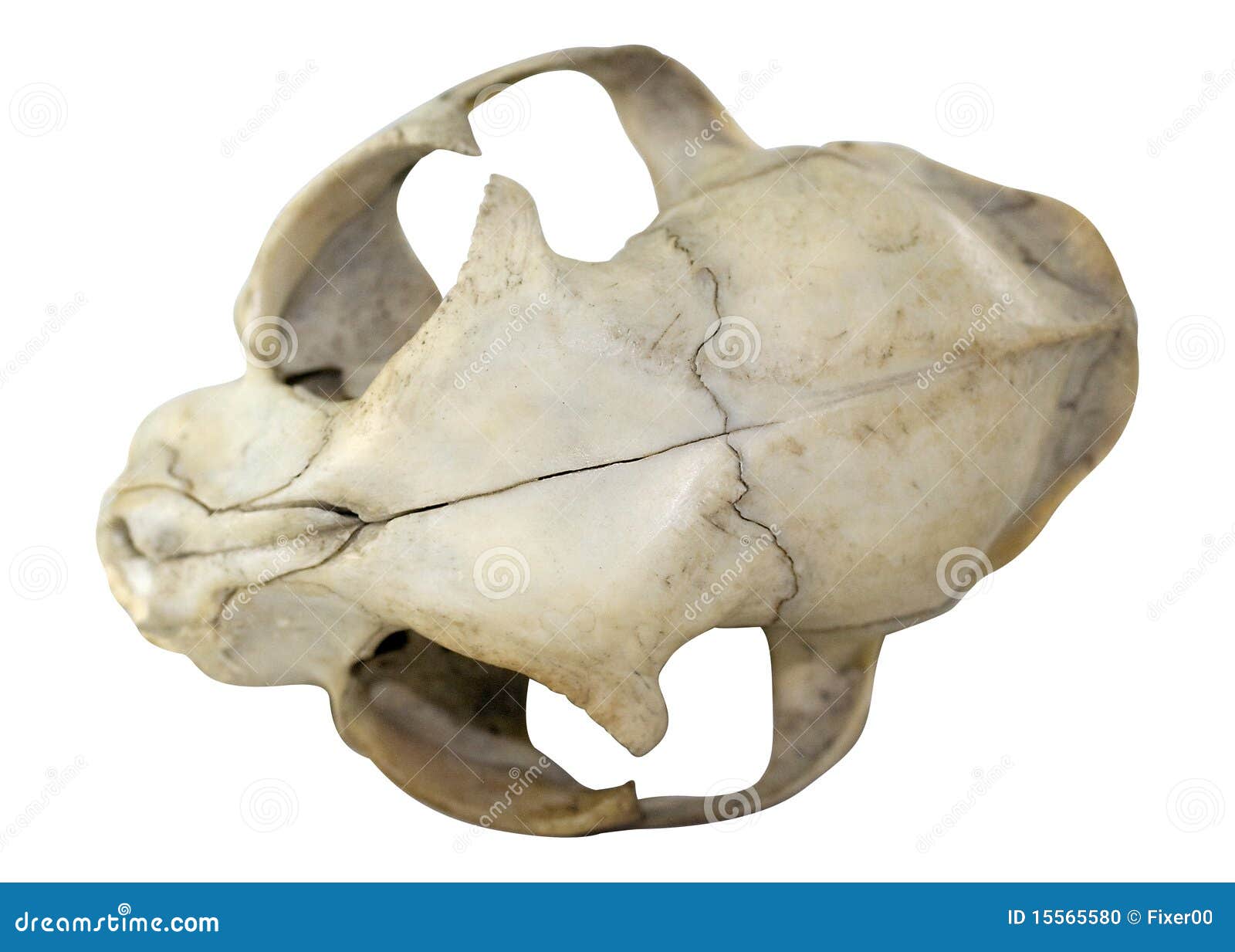 De Schedel van de kat stock foto. Image of voorwerp, geïsoleerd - 15565580