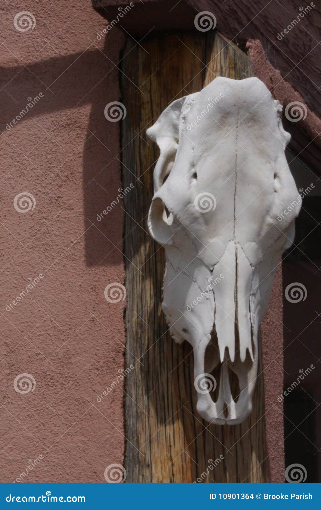 De schedel van de koe stock foto. Image of binnenlands - 10901364