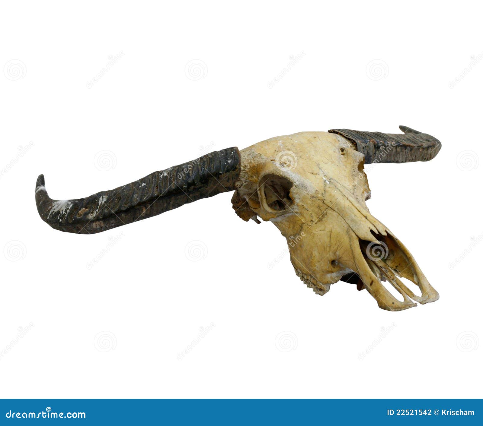 De schedel van de koe stock foto. Image of schedel, nave - 22521542