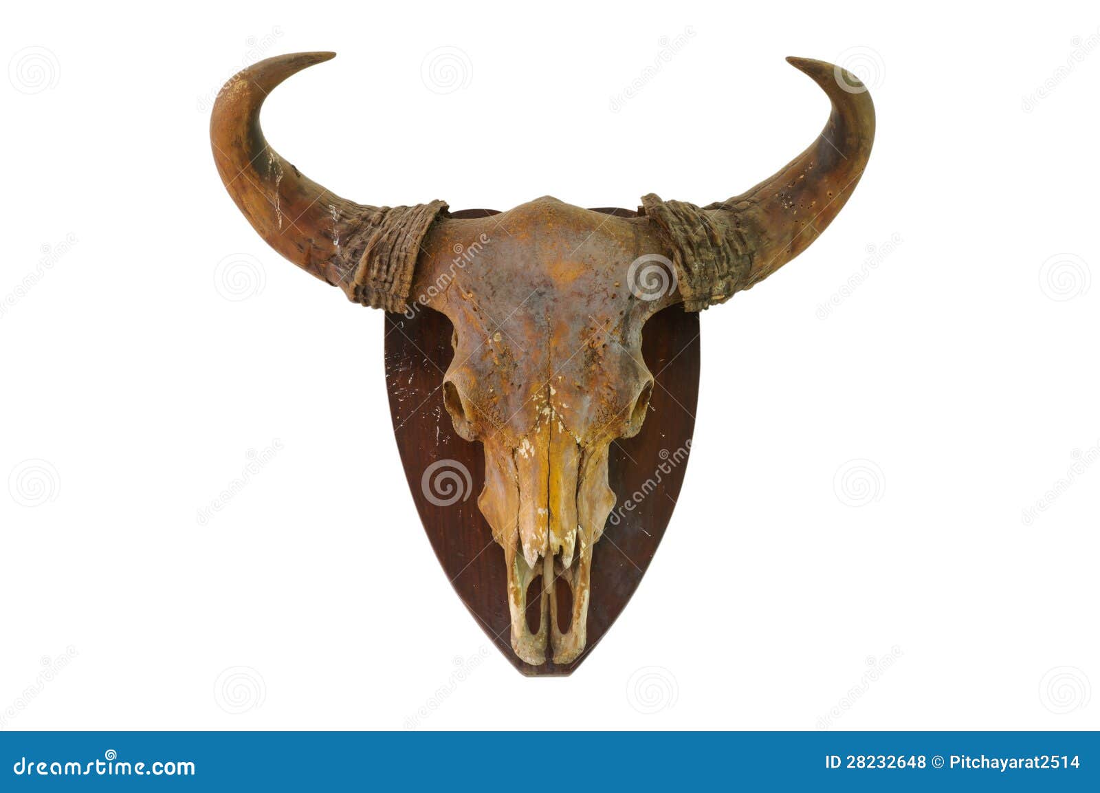 De schedel van de koe stock foto. Image of achtergrond - 28232648