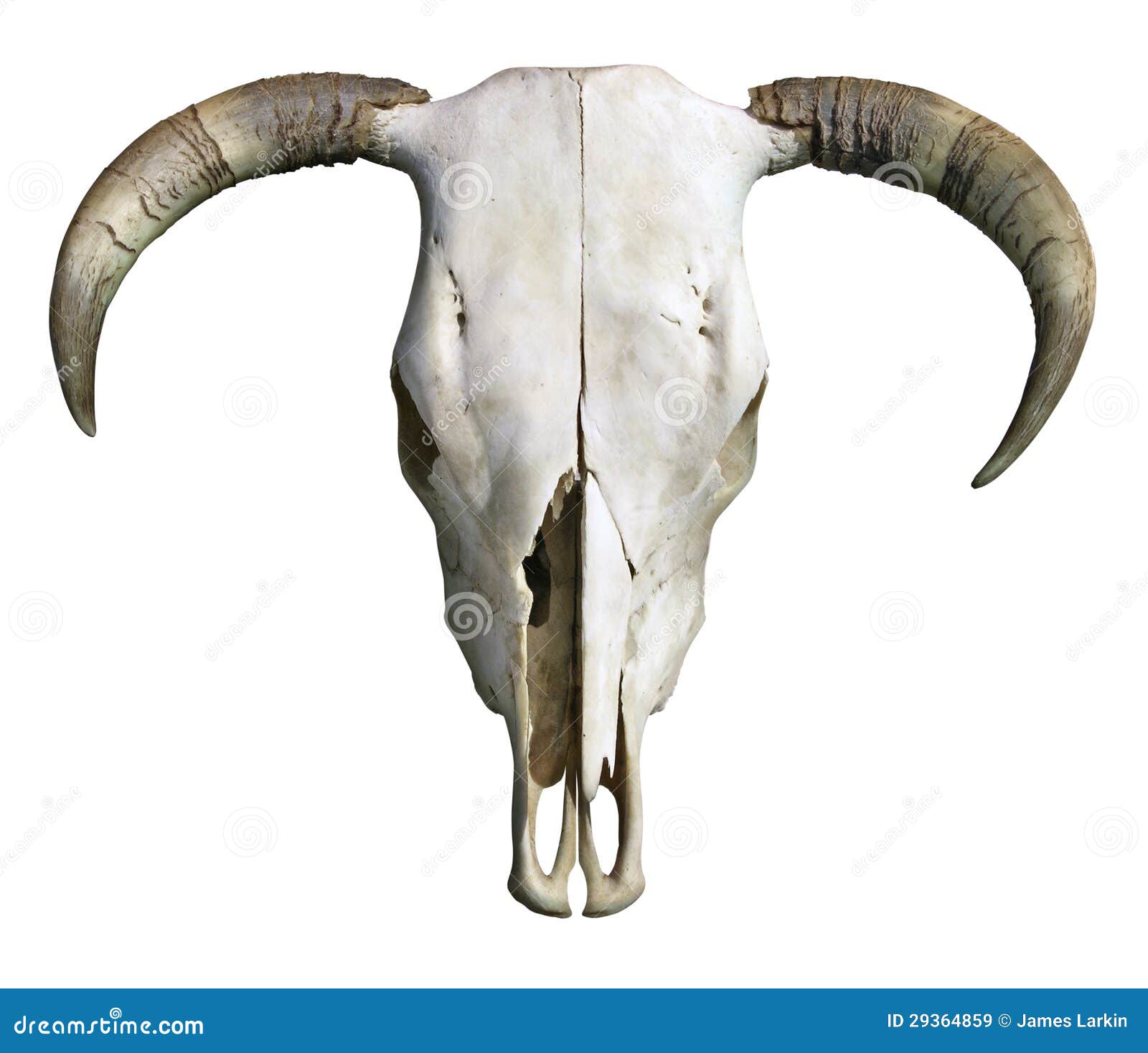 De Schedel van de koe stock afbeelding. Image of wild - 29364859