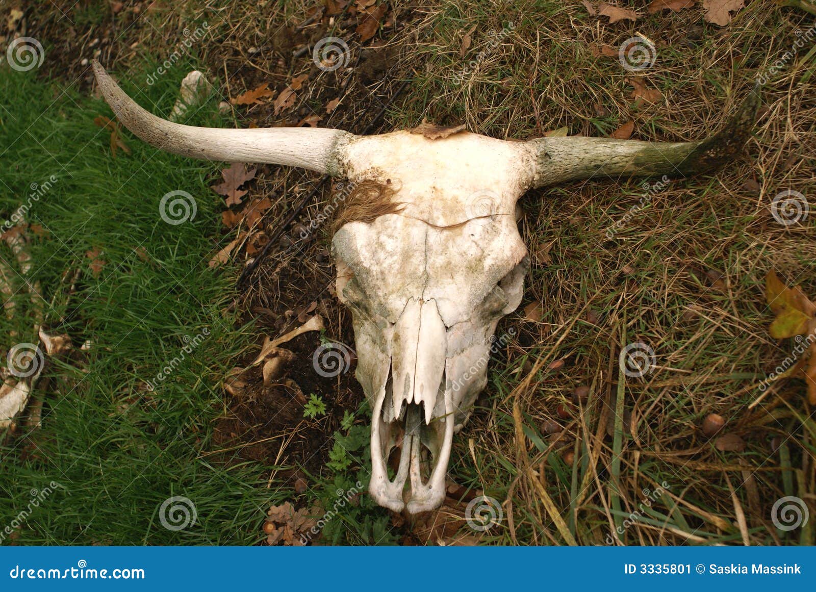 De schedel van de koe. stock afbeelding. Image of dood - 3335801