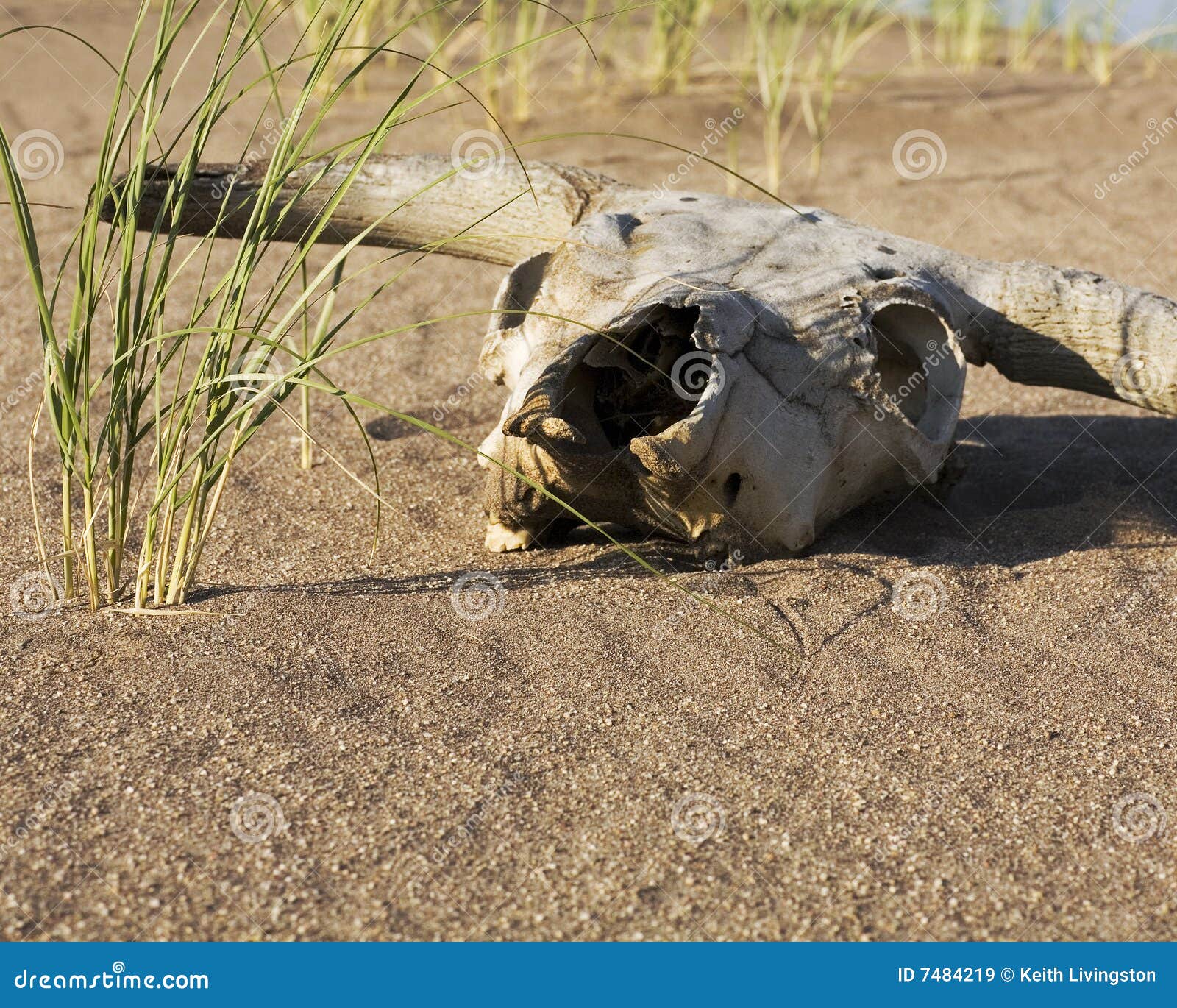 De Schedel Van De Koe in De Woestijn Stock Afbeelding - Image of droog ...