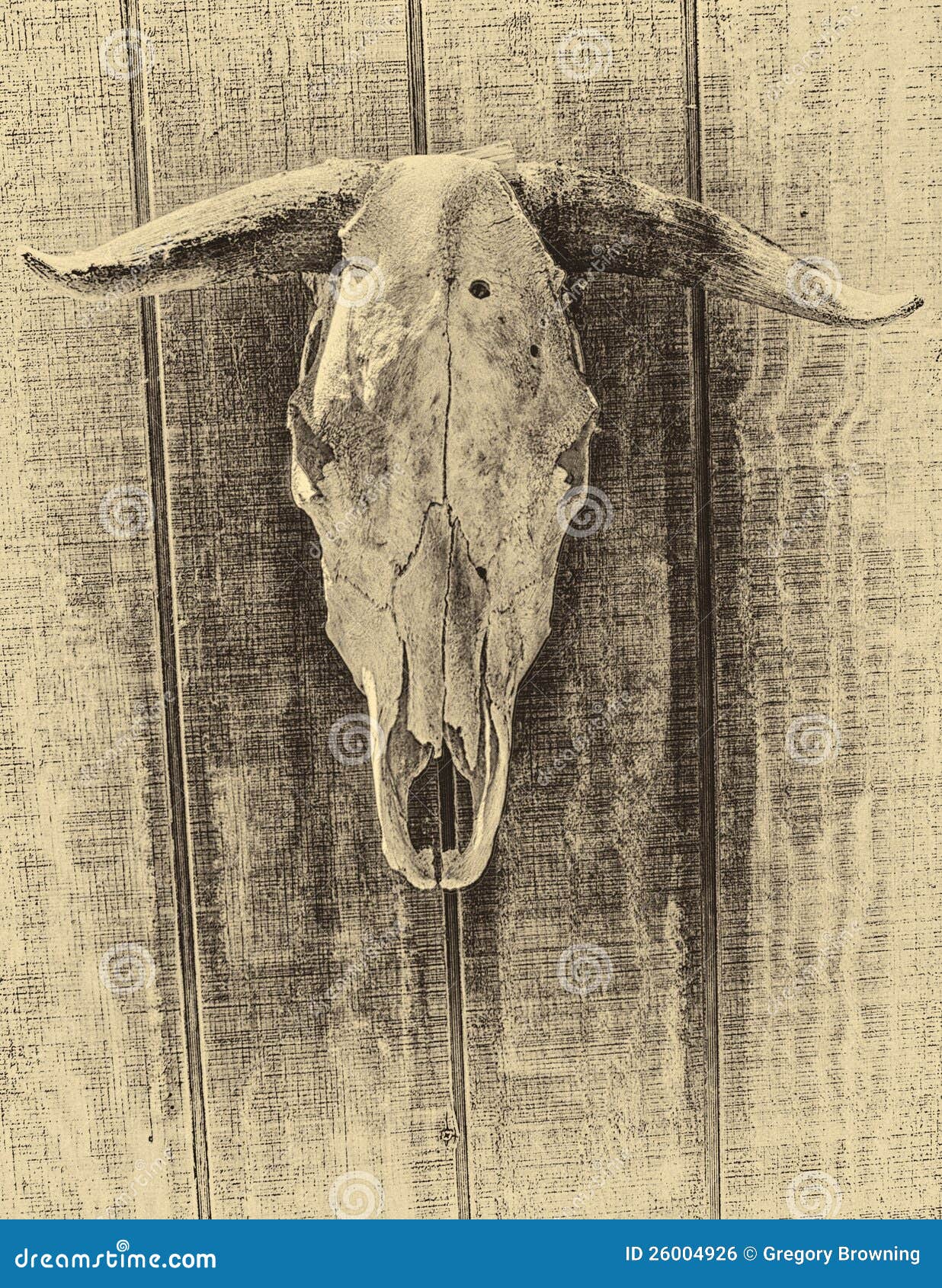 De Schedel Van De Koe Met Het Gat Van De Kogel Stock Foto - Image of ...