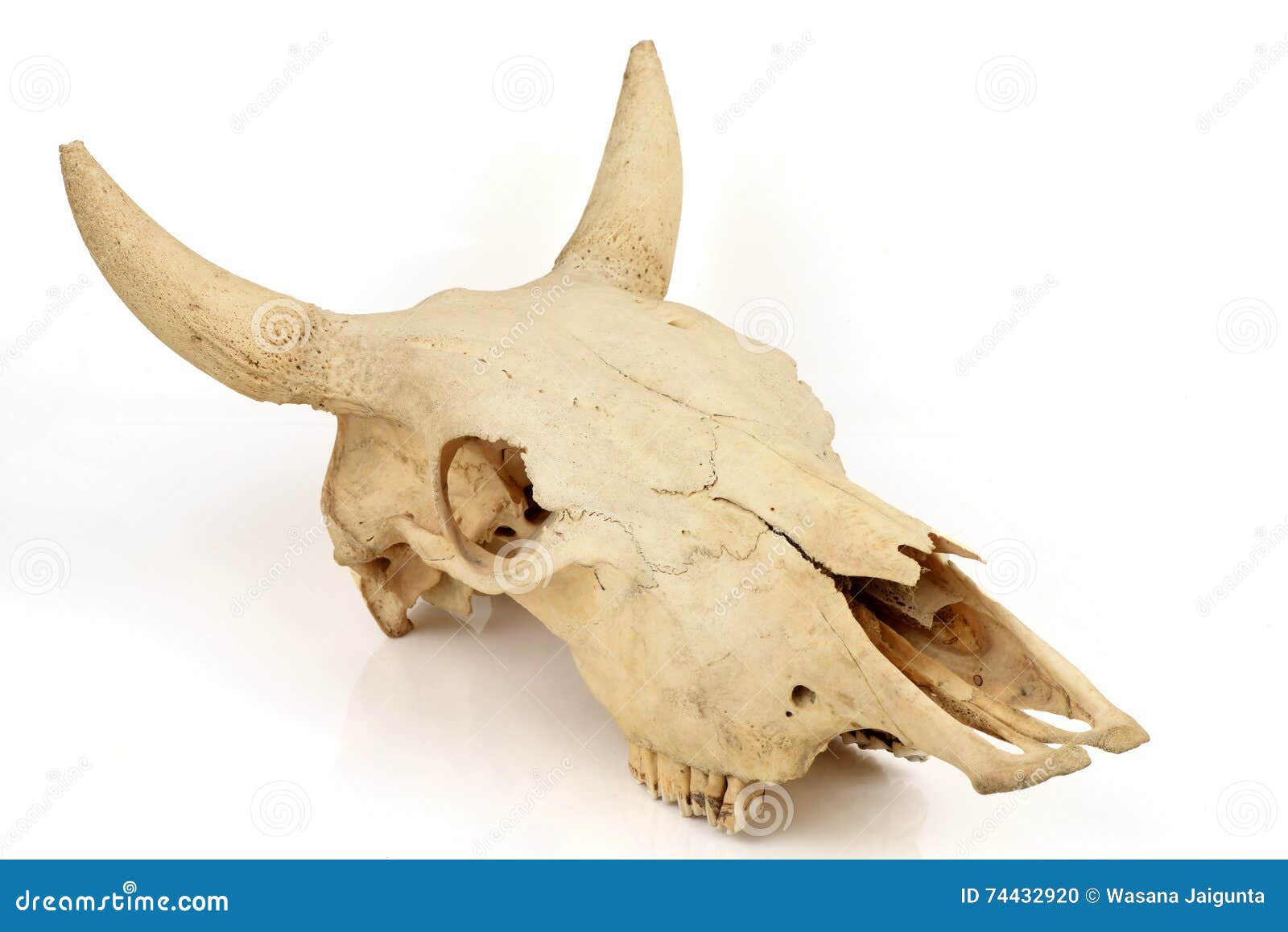 De Schedel Van De Koe Op Witte Achtergrond Stock Foto - Image of ...
