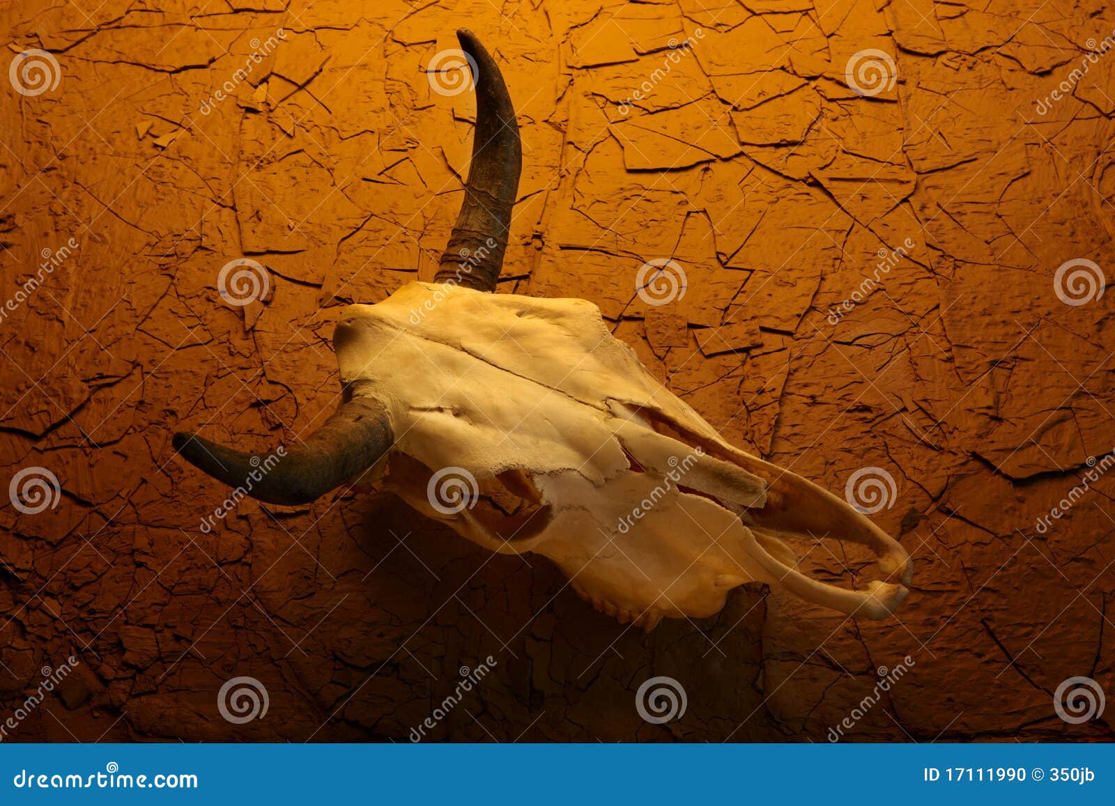 De Schedel Van De Koe in Woestijn Stock Foto - Image of woestijn ...