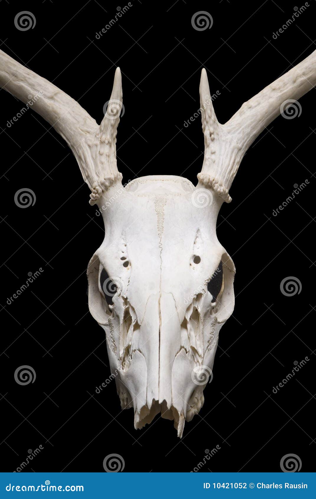 De Schedel van herten stock foto. Image of gedood, decoratie - 10421052