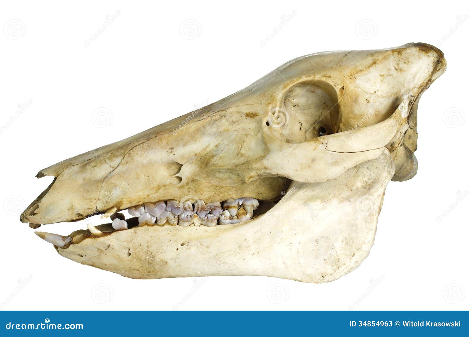 De Schedel Van Het Everzwijn Stock Afbeelding - Afbeelding: 34854963