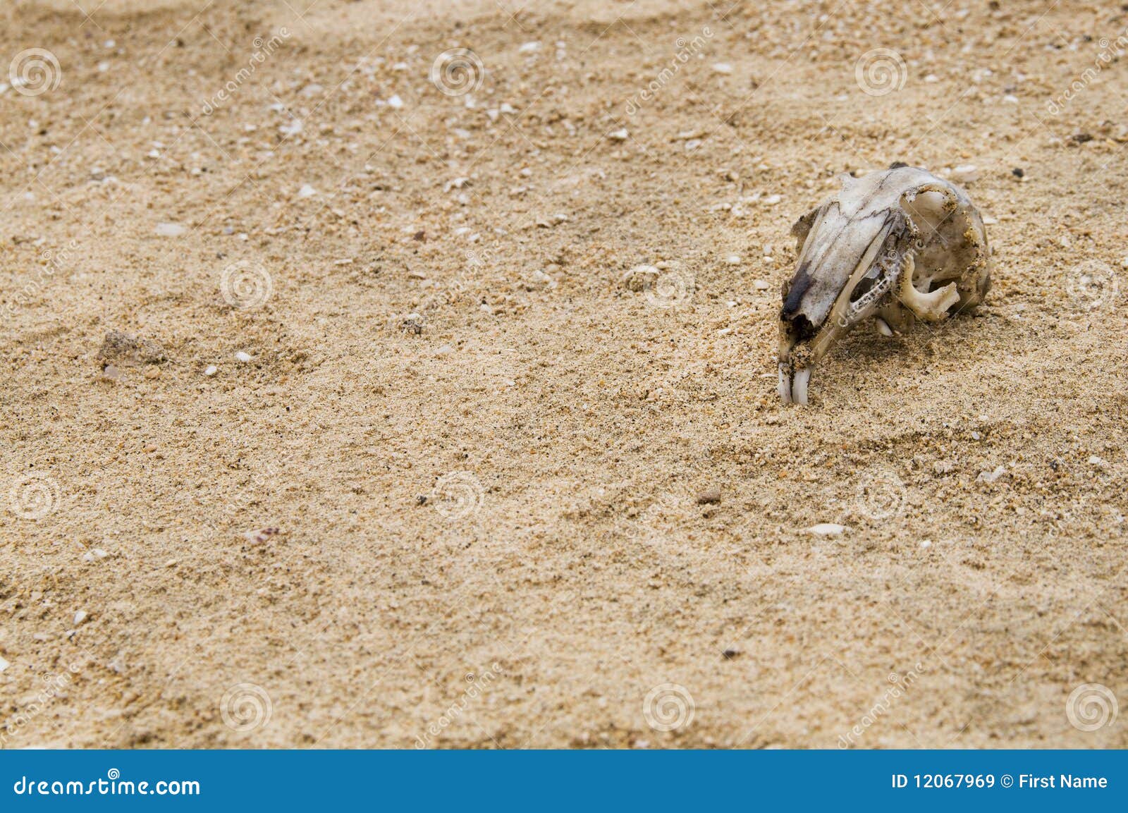 De Schedel Van Het Knaagdier Stock Afbeelding - Image of konijn, strand ...