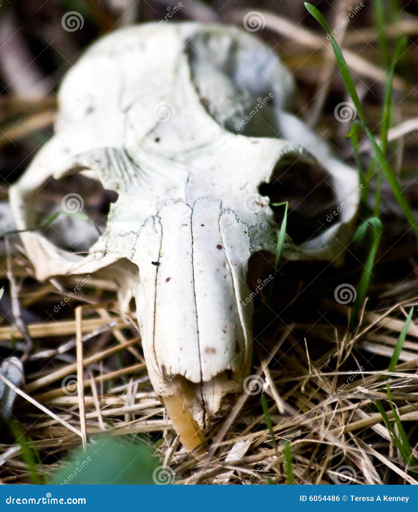 De Schedel van het konijn stock foto. Image of monsters - 6054486