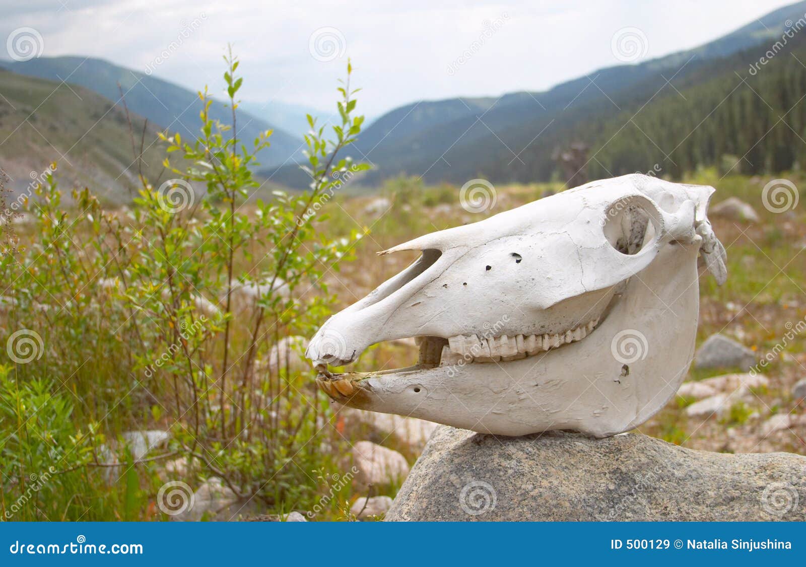 De schedel van het paard stock afbeelding. Image of paard - 500129