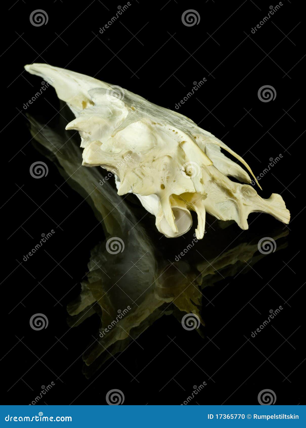 De schedel van vissen stock foto. Image of dier, dood - 17365770