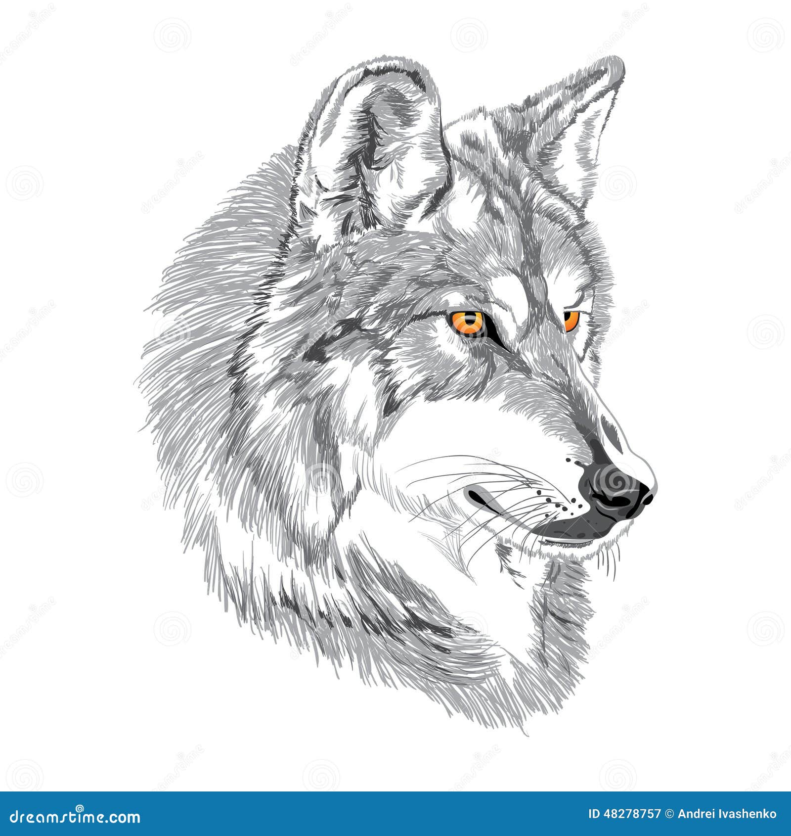 De Schets Van De Wolfssnuit Vector Illustratie - Illustration of bont ...