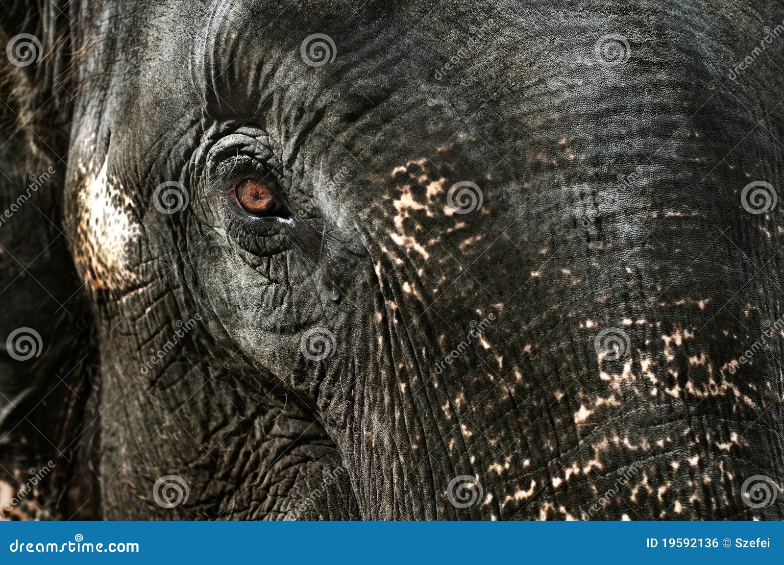 De scheur van de olifant stock foto. Image of volwassen - 19592136