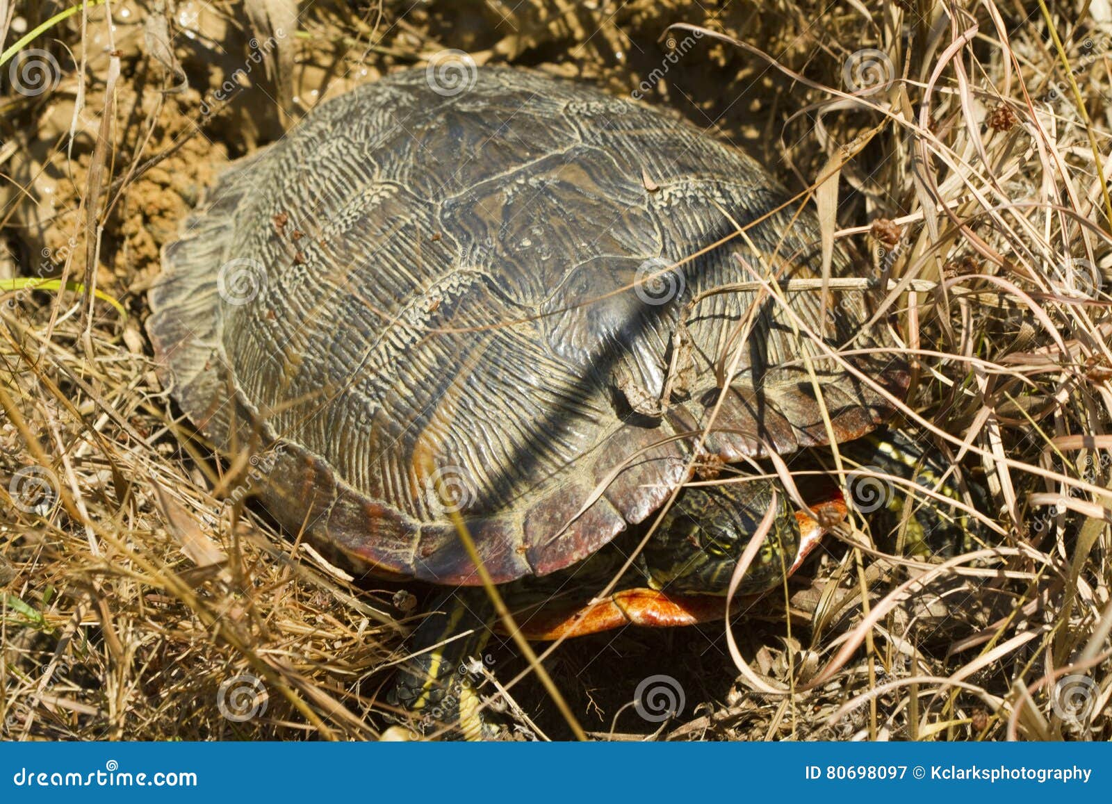 De Schildpad Die Van Florida Redbelly Eieren Leggen Stock Afbeelding ...