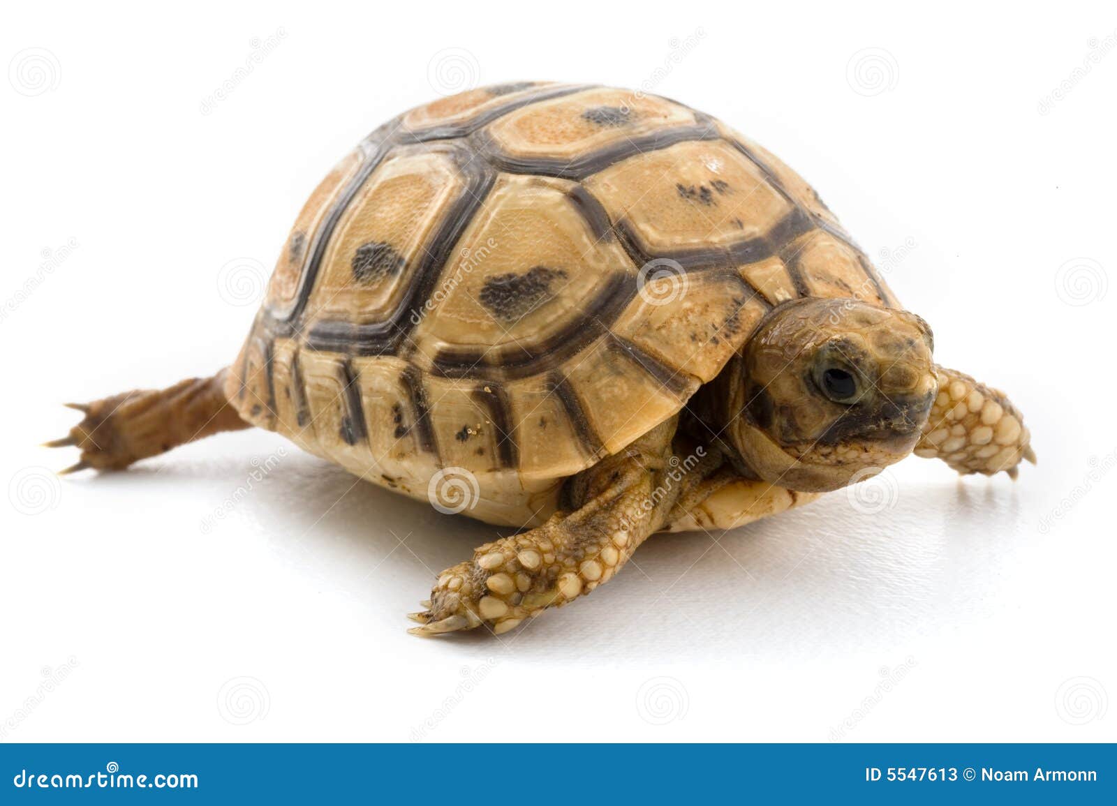 De schildpad van de baby stock afbeelding. Image of schaal - 5547613