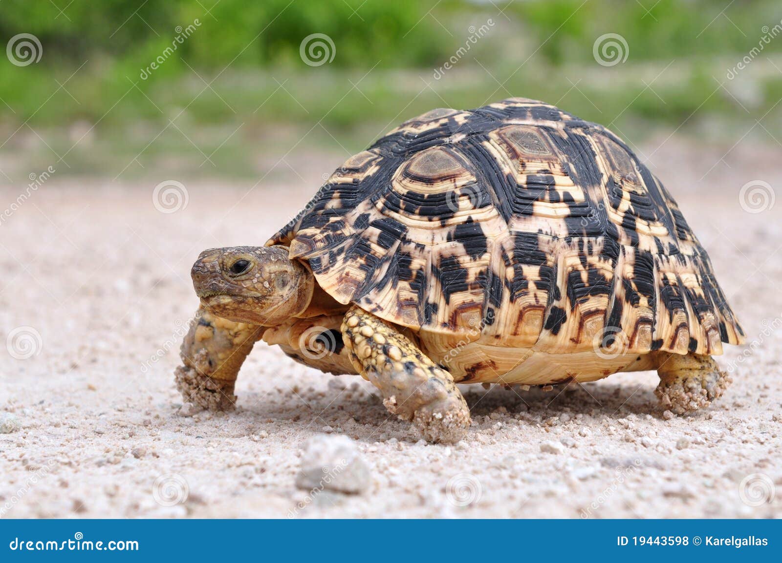 De Schildpad Van De Luipaard Stock Foto - Image of jong, dier: 19443598