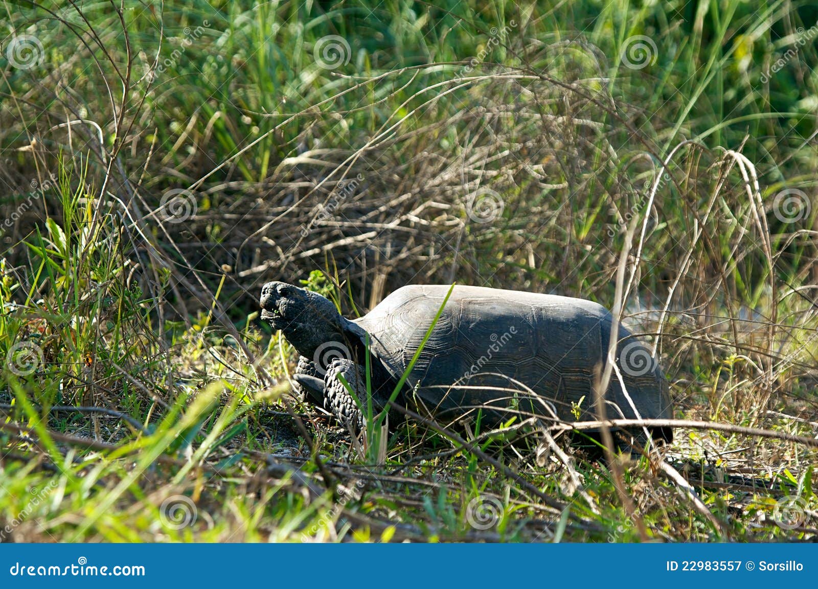 De Schildpad Van Gopher in Prifile Stock Afbeelding - Image of gopher ...