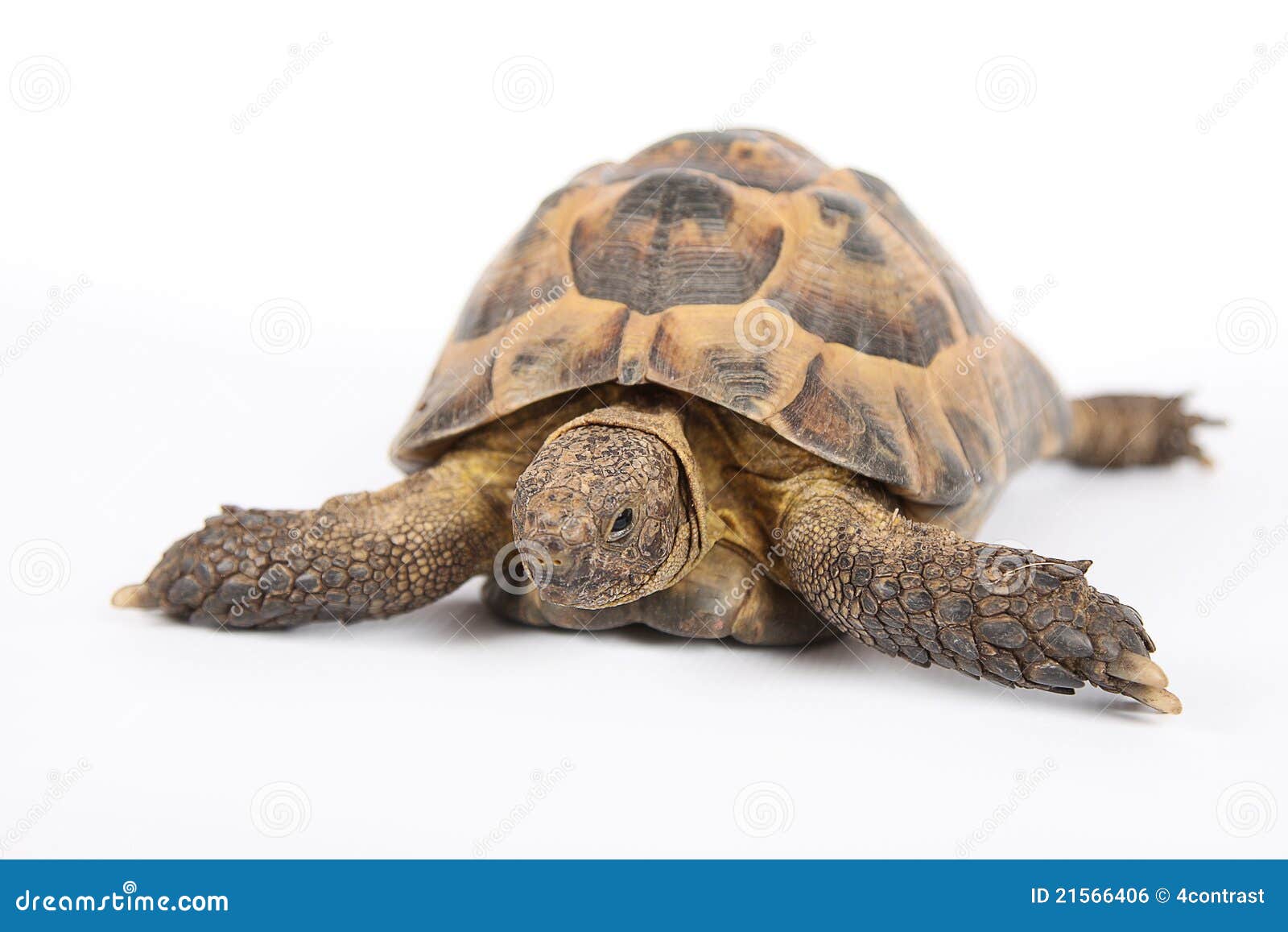 De schildpad van het land stock foto. Image of geïsoleerd - 21566406