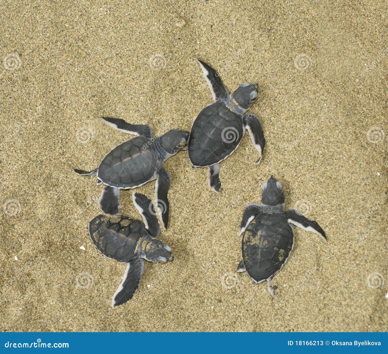 De Schildpadden Geven Geboorte Stock Afbeelding - Image of peering ...