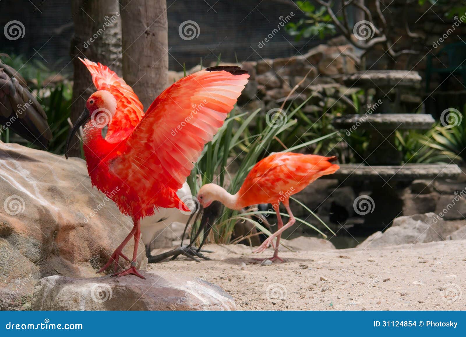 De Schitterende Rode Ibis Opent Vleugels Stock Foto - Image of kooi ...