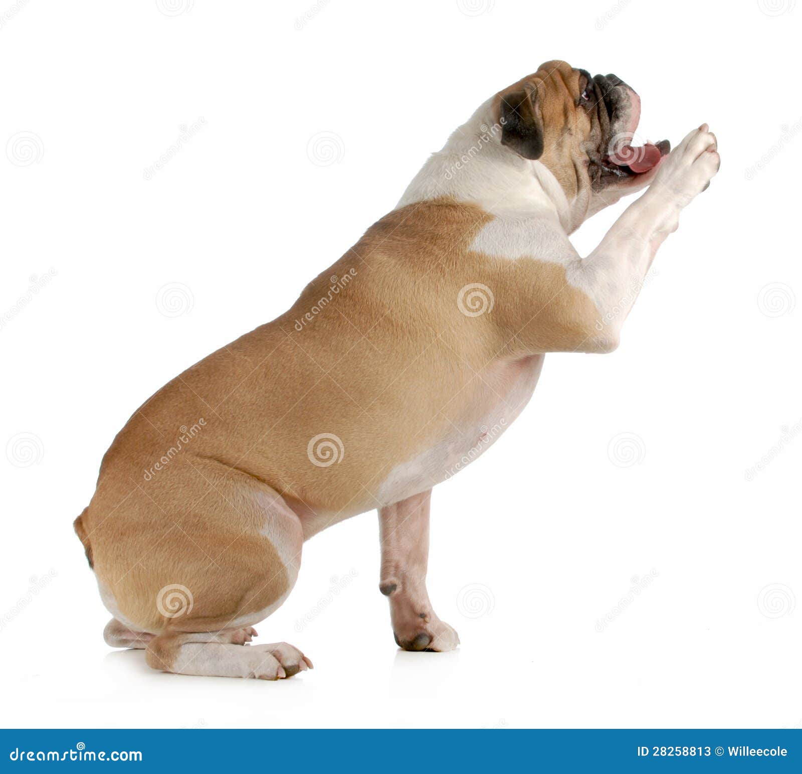 De Schok Van De Hond Een Poot Stock Afbeelding - Image of veiligheid ...