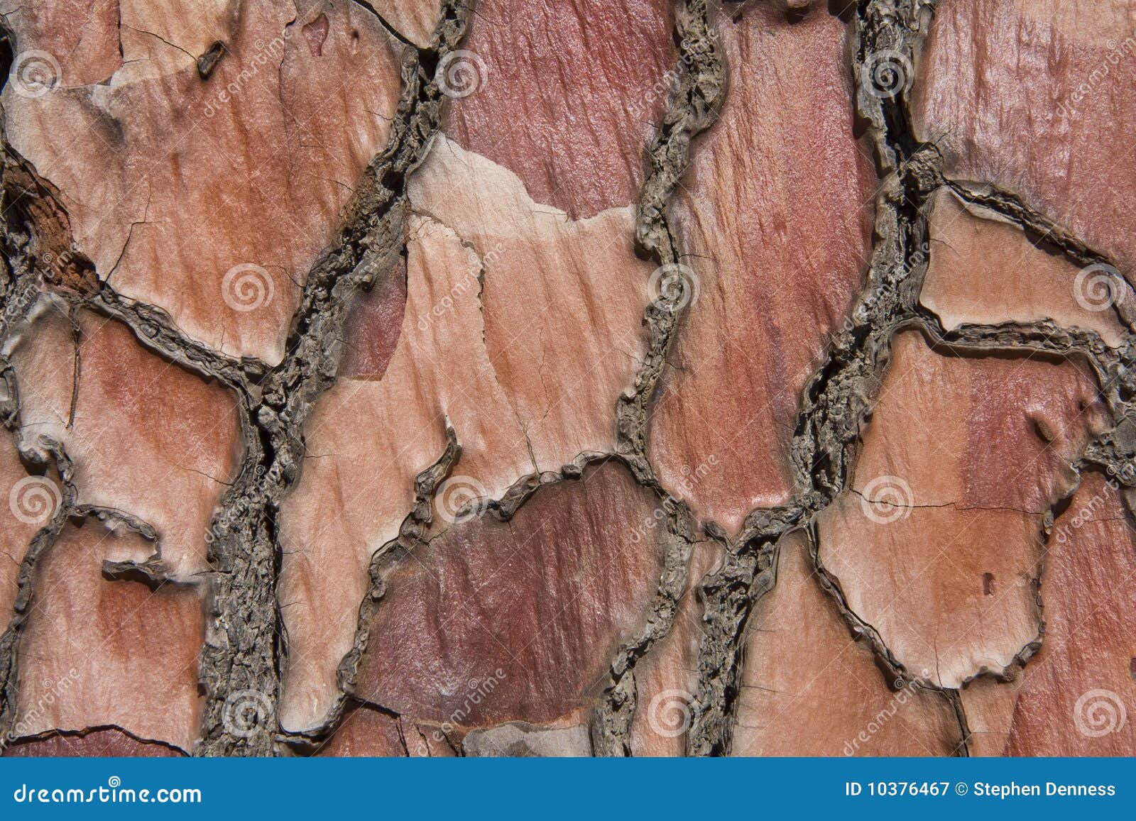 De Schors Van De Achtergrond Boom Textuur Stock Afbeelding - Image of ...