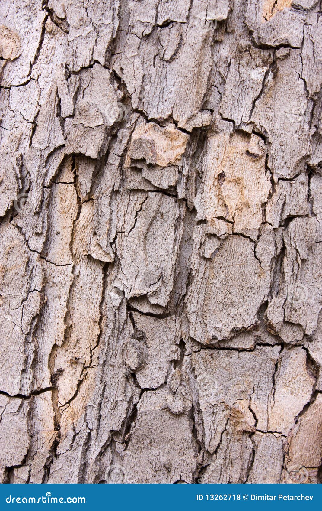 De schors van de boom stock foto. Image of schors, botanisch - 13262718