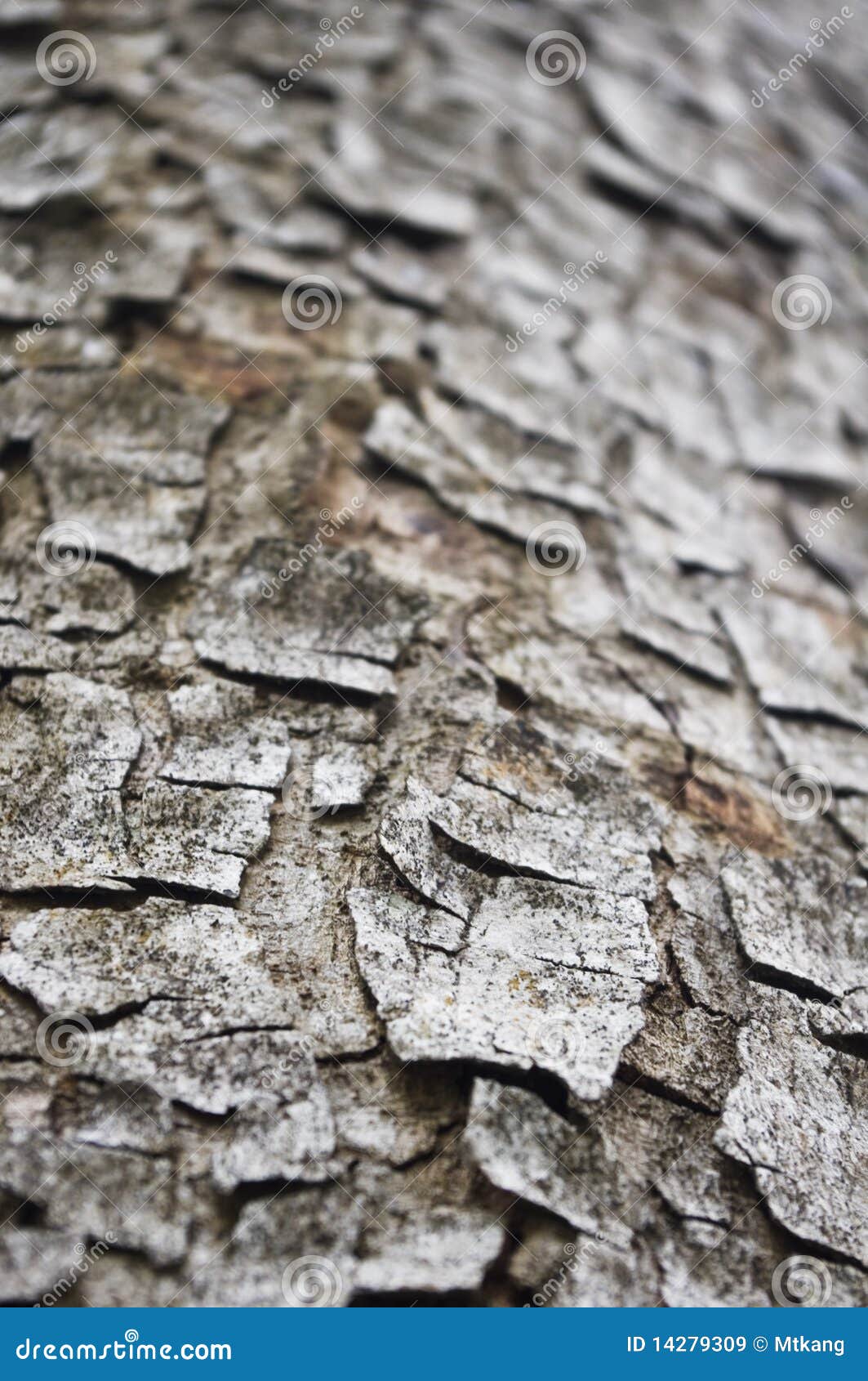 De schors van de boom stock afbeelding. Image of leefgebied - 14279309